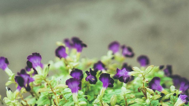 Vert Mauve Violet - Photo gratuite sur Pixabay - Pixabay