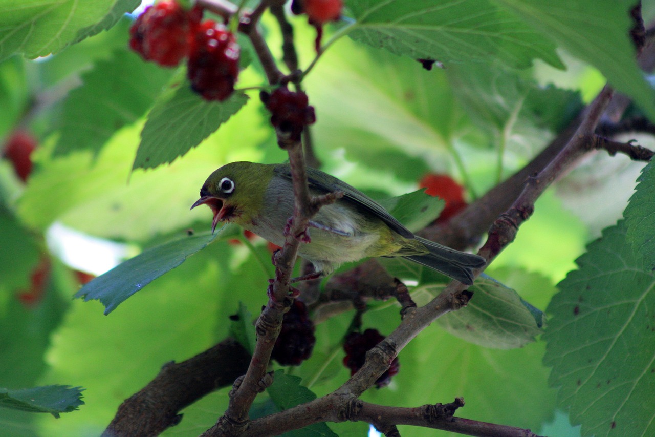Bird Silvereye Ornithology - Free photo on Pixabay