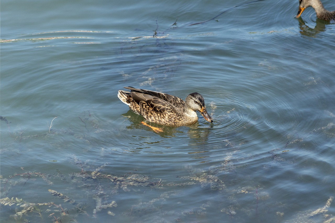 Duck Wild Bird - Free photo on Pixabay - Pixabay