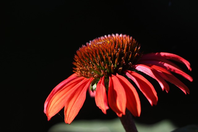 20,000+ Free Closeup Coneflower & Nature Images - Pixabay