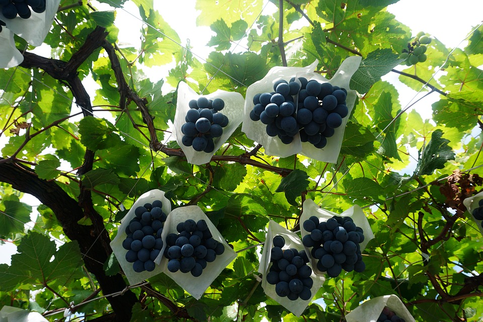Purple Grapes Japan - Free photo on Pixabay - Pixabay