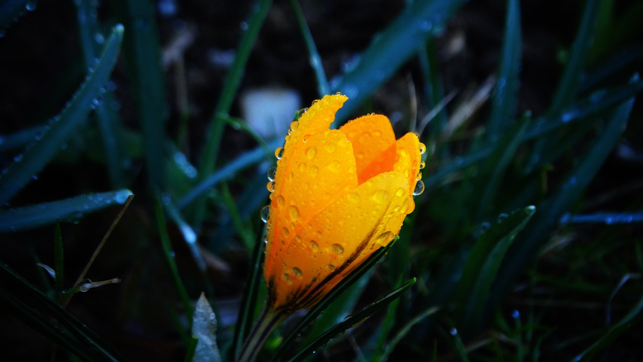 Crocus Yellow Flower - Free photo on Pixabay