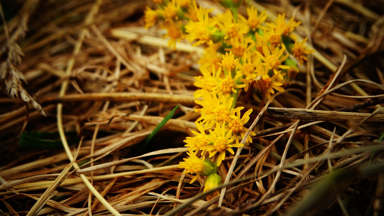 Flower Goldenrod Hay - Free photo on Pixabay - Pixabay
