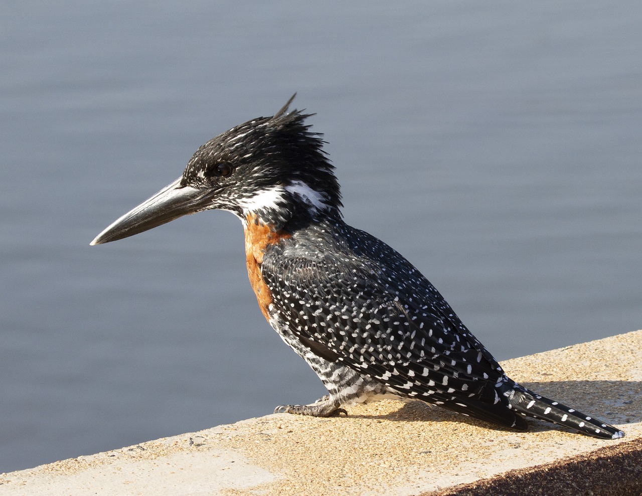 Martin Pêcheur Géant Oiseau Le Bec - Photo gratuite sur Pixabay - Pixabay