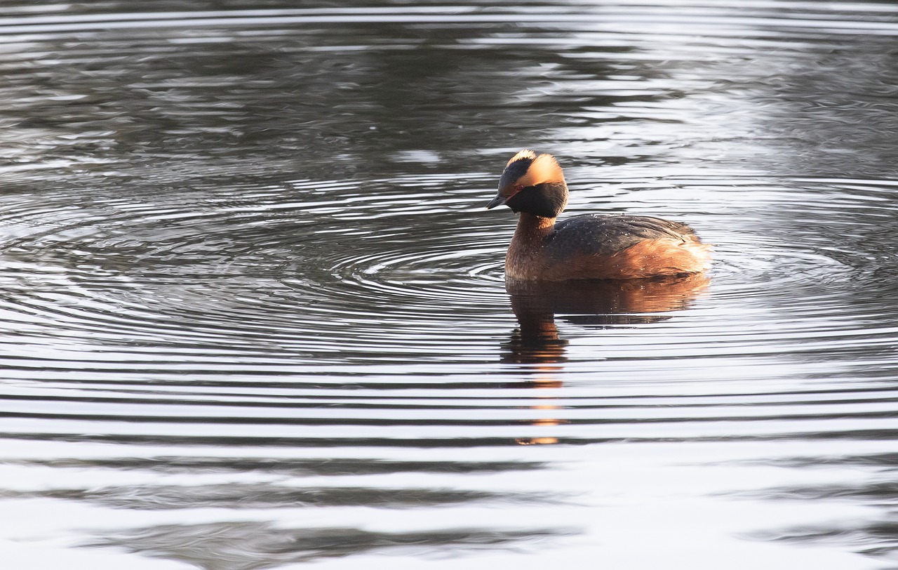 3+ Free Slavonian Lappedykker & Slavonian Grebe Images - Pixabay