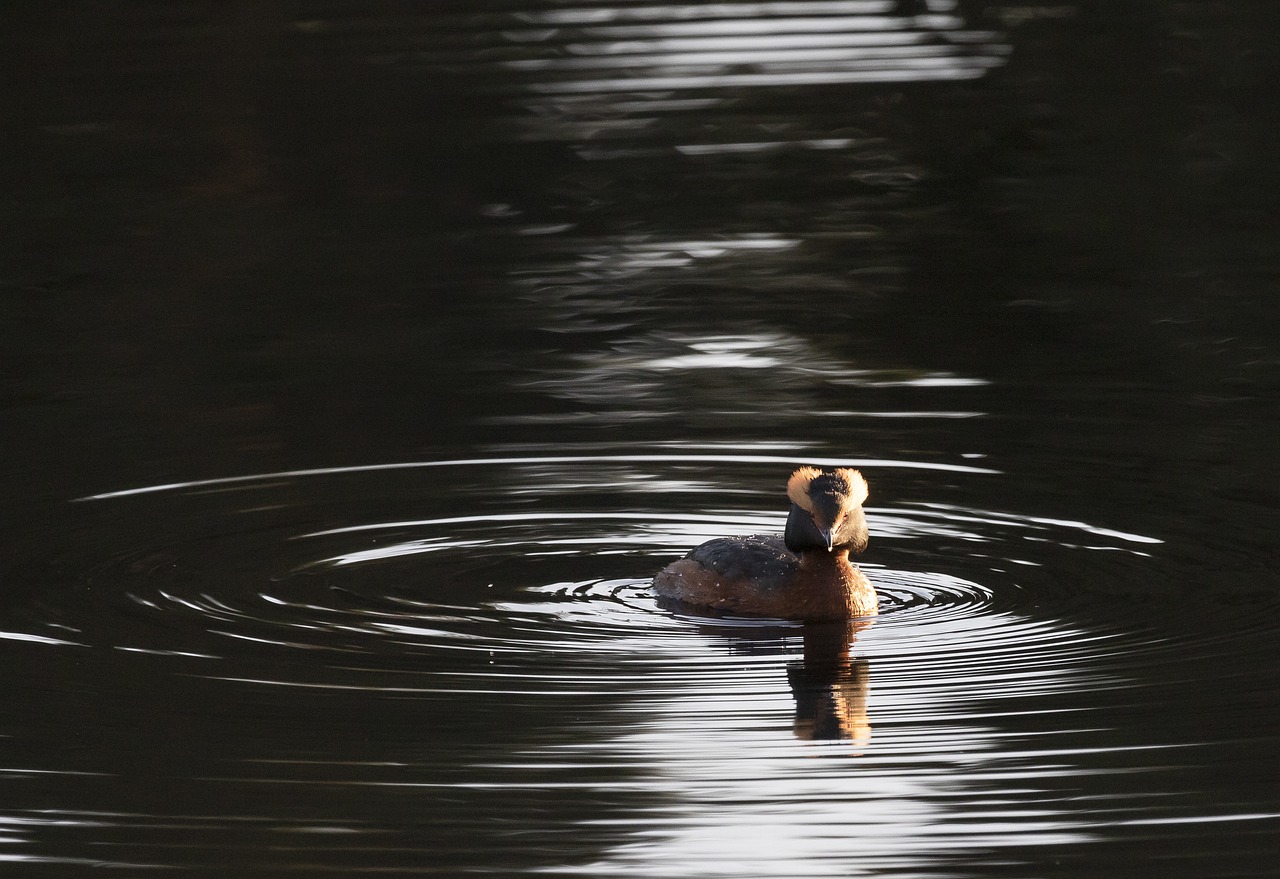 3+ Free Slavonian Lappedykker & Slavonian Grebe Images - Pixabay