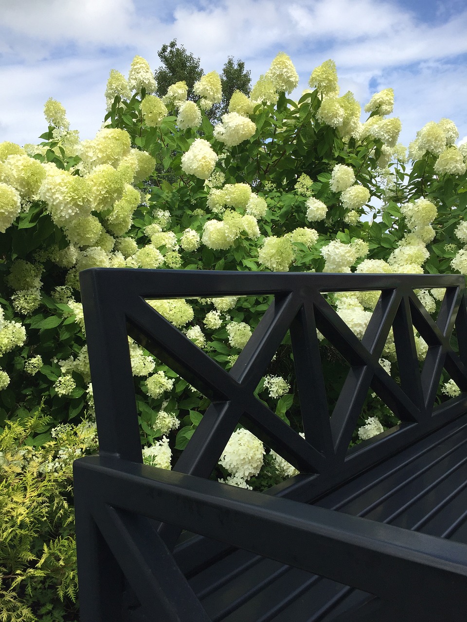 Hydrangea Bangku Bunga - Foto gratis di Pixabay - Pixabay