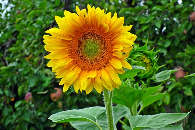 Bunga Matahari Kuning Musim - Foto gratis di Pixabay - Pixabay
