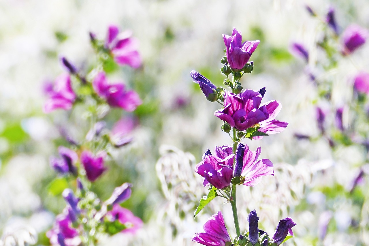 Bunga-Bunga Lapangan Padang Rumput - Foto gratis di Pixabay