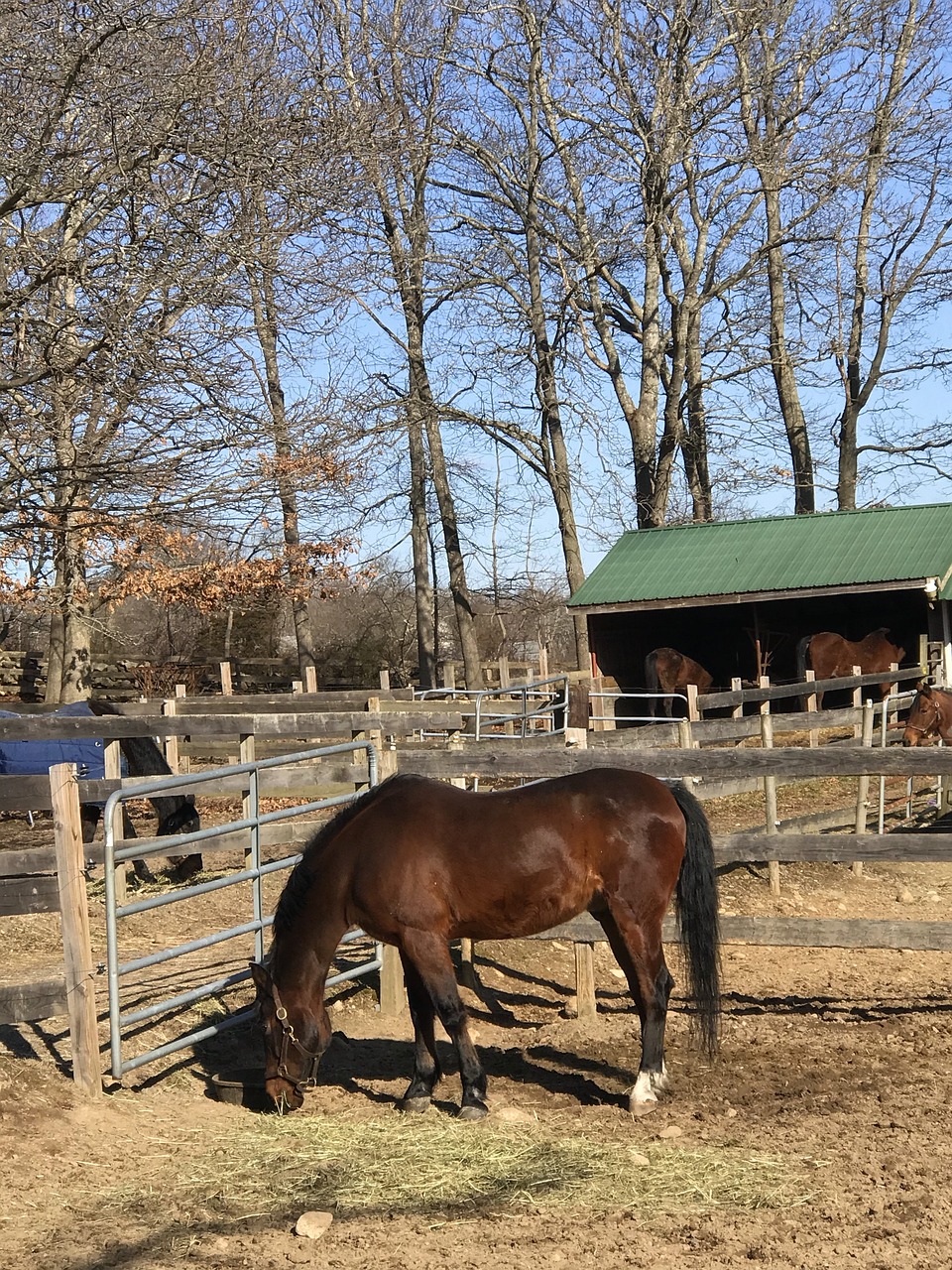 Morgan Horse Horses Bay - Free photo on Pixabay - Pixabay