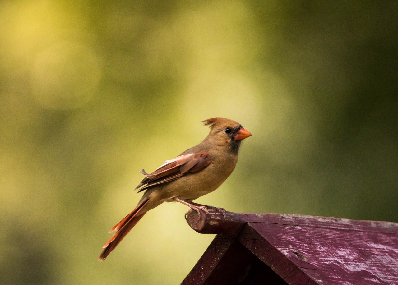 Bird Cardinal Northern - Free photo on Pixabay