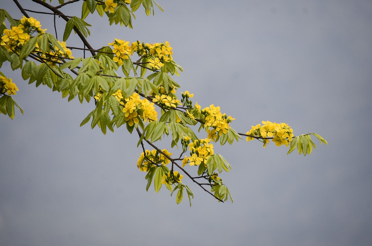 Yellow Apricot Blossom - Free photo on Pixabay - Pixabay
