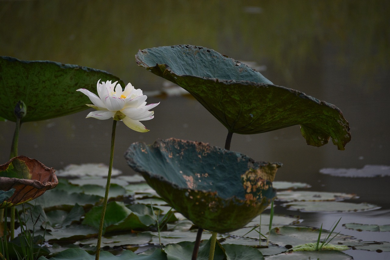 Teratai Bunga Laguna - Foto gratis di Pixabay - Pixabay