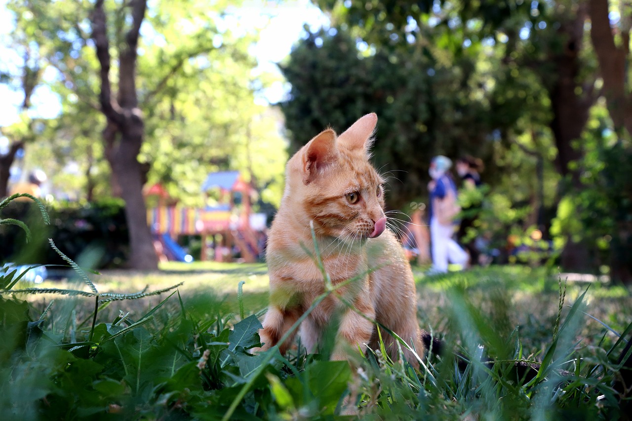 Cat Grass Animal - Free photo on Pixabay - Pixabay