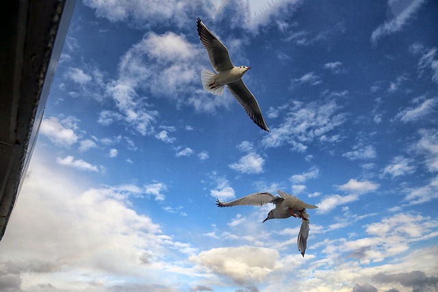 Seagulls Birds Flying - Free photo on Pixabay - Pixabay