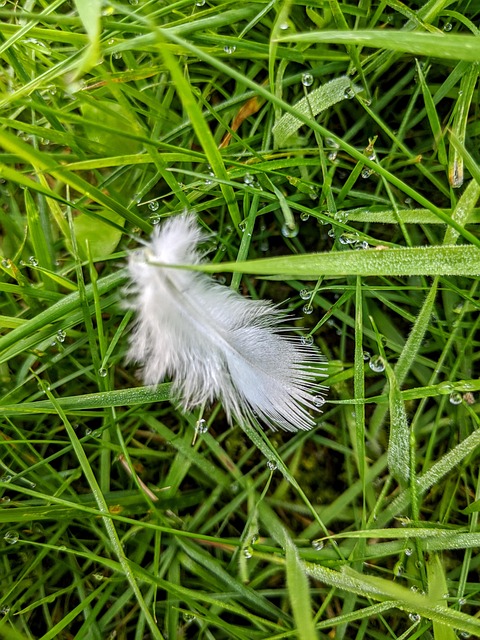 Plume Blanche La - Photo gratuite sur Pixabay - Pixabay