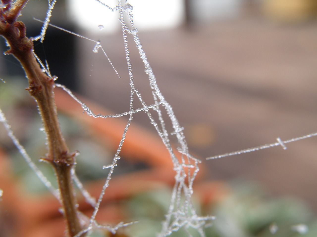 Plantes La Glace Nature - Photo gratuite sur Pixabay - Pixabay