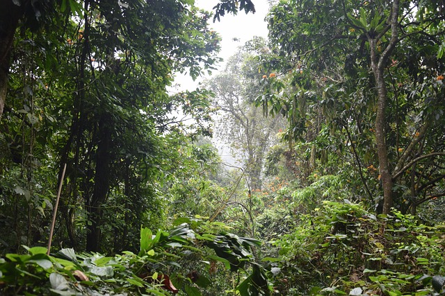 Vietnam Tropical Nature - Free photo on Pixabay - Pixabay