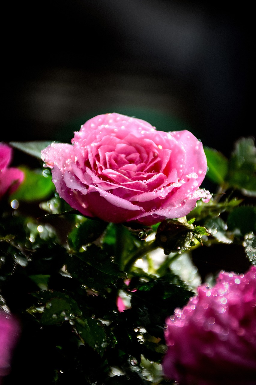 Bunga Mawar Valentine Merah - Foto gratis di Pixabay - Pixabay