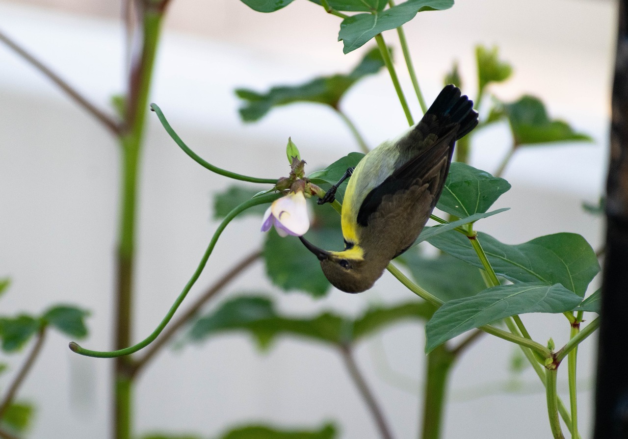 Kolibri Vogel Natur - Kostenloses Foto auf Pixabay - Pixabay