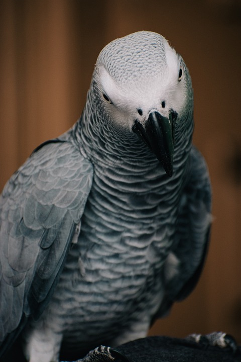 Gray Parrot Bird Congo - Free photo on Pixabay