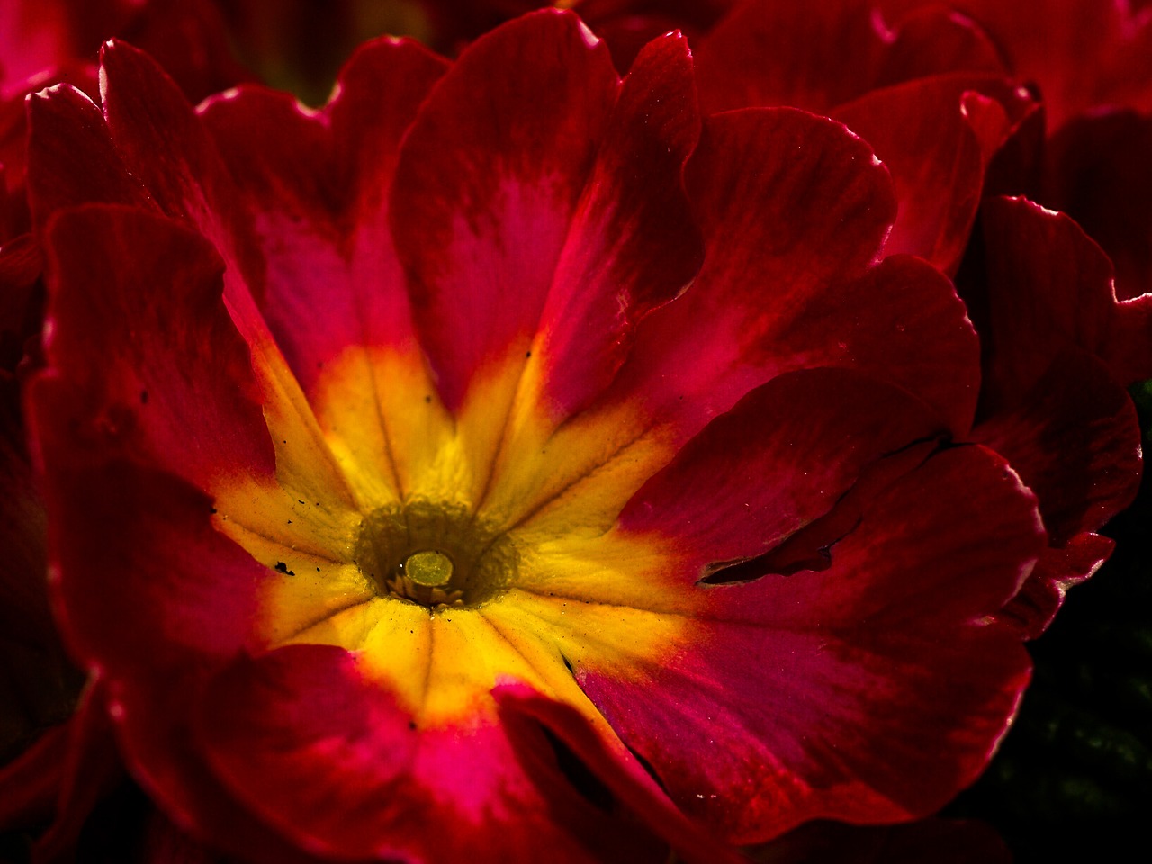Primrose Bloom Flowering - Free photo on Pixabay - Pixabay