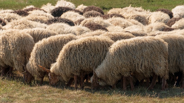 Le Mouton Laine Troupeau Parc - Photo gratuite sur Pixabay - Pixabay