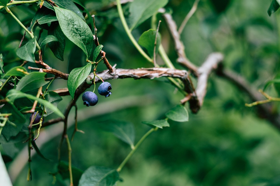 Semak Blueberry Bluberi - Foto gratis di Pixabay