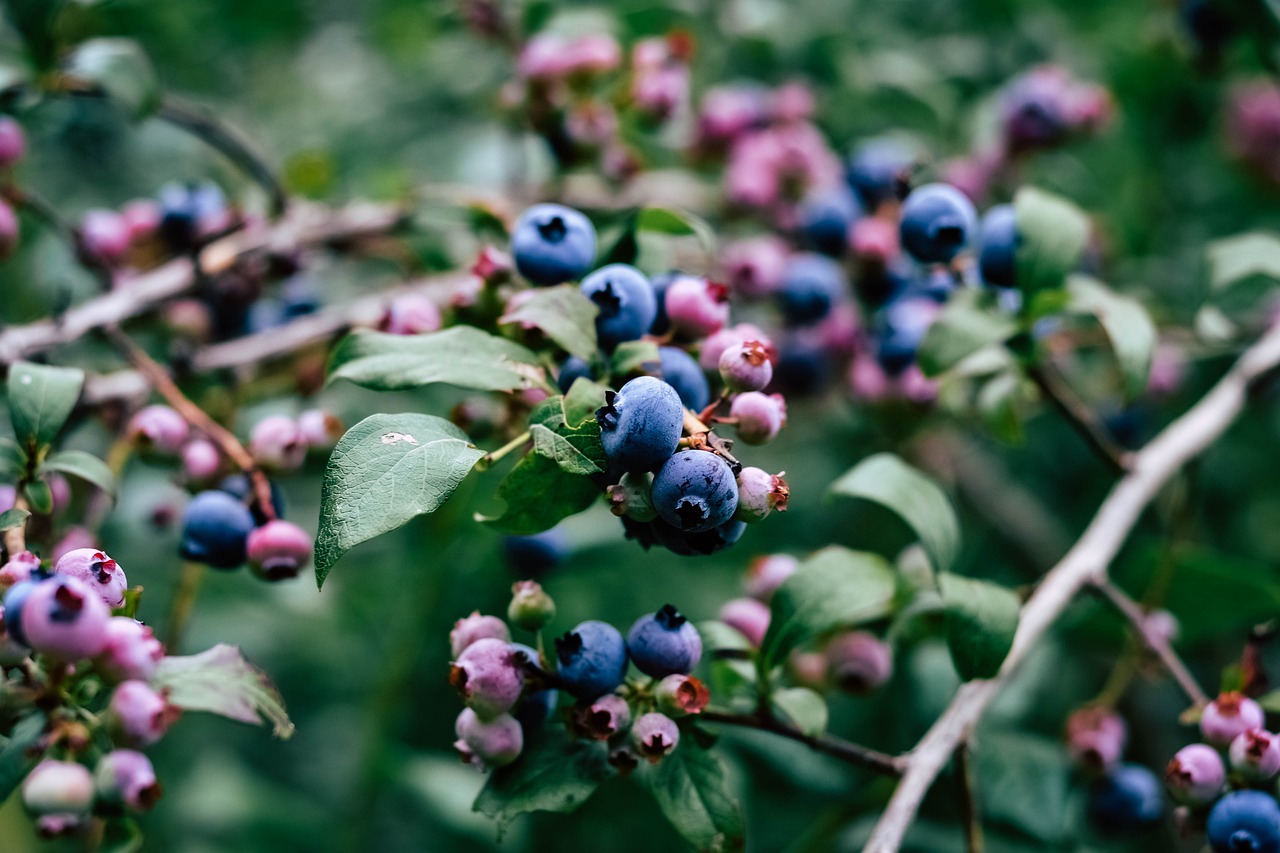 Blueberry Bush Blueberries Fruits Free Photo On Pixabay Pixabay Blueberry Bush Blueberries Fruits Free Photo On Pixabay Pixabay