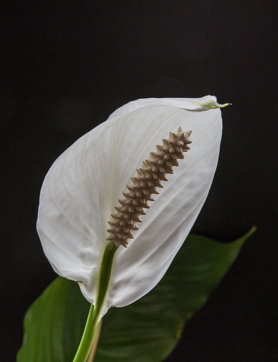 Flower Anturie Anthurium - Free photo on Pixabay - Pixabay