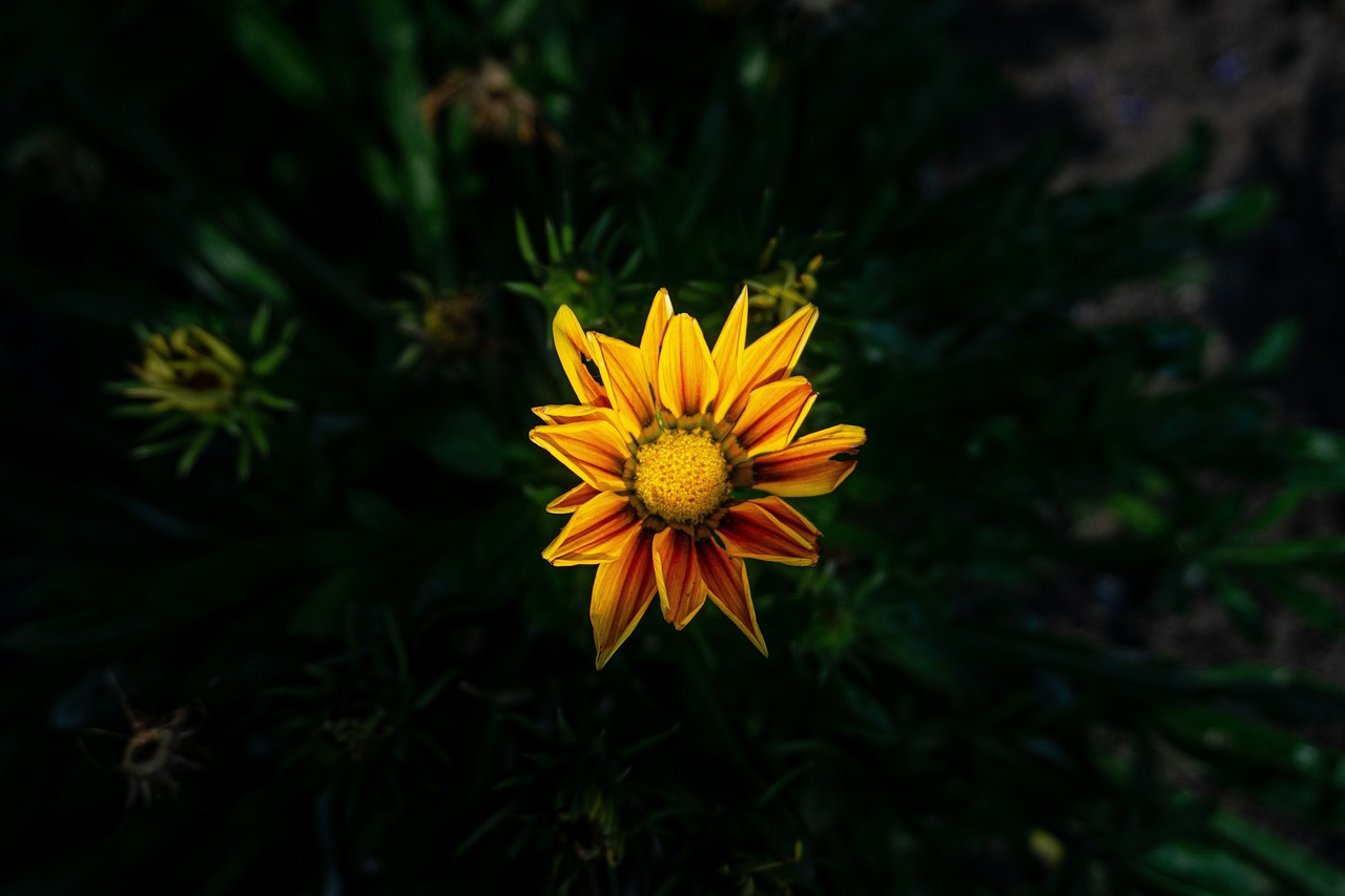 Bunga Gazania Asteraceae - Foto gratis di Pixabay - Pixabay