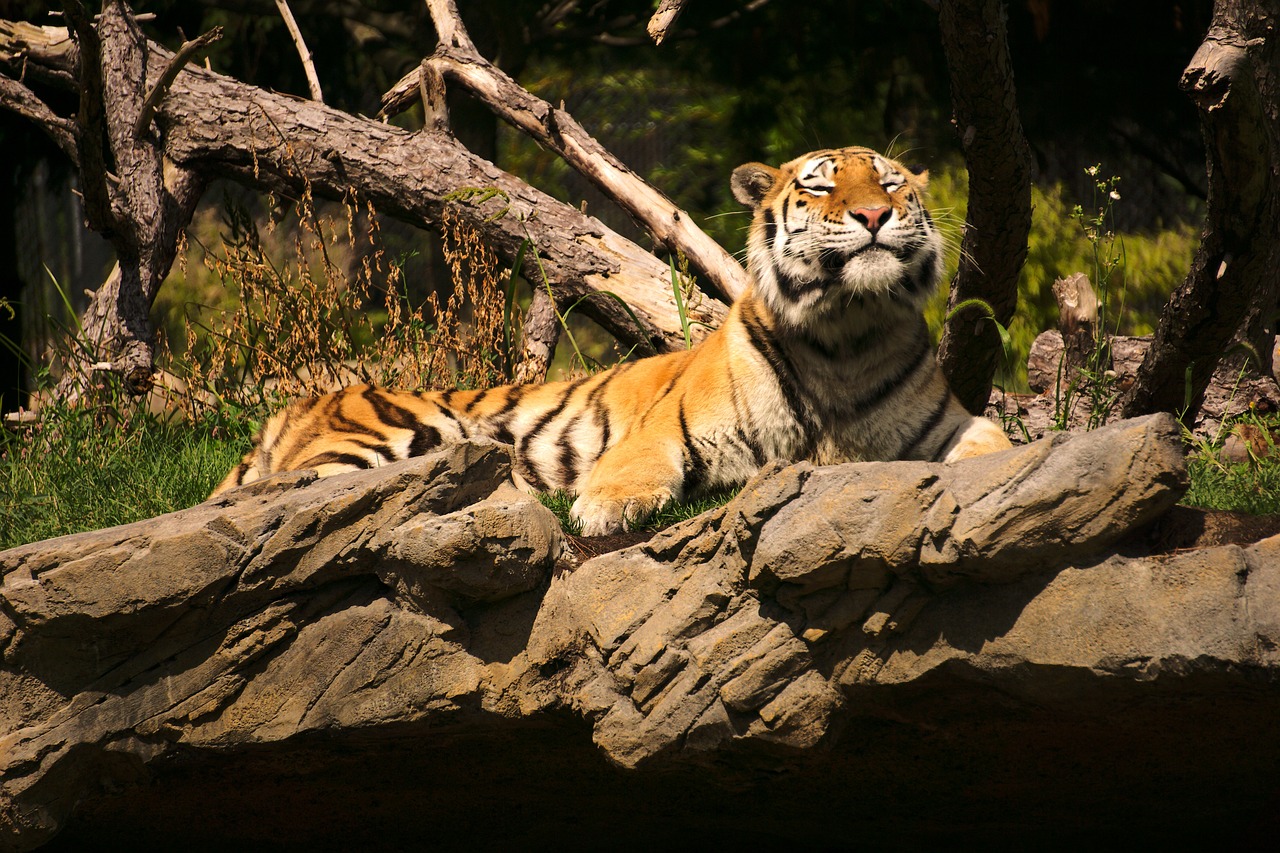 Harimau Licik Kucing Liar - Foto gratis di Pixabay - Pixabay