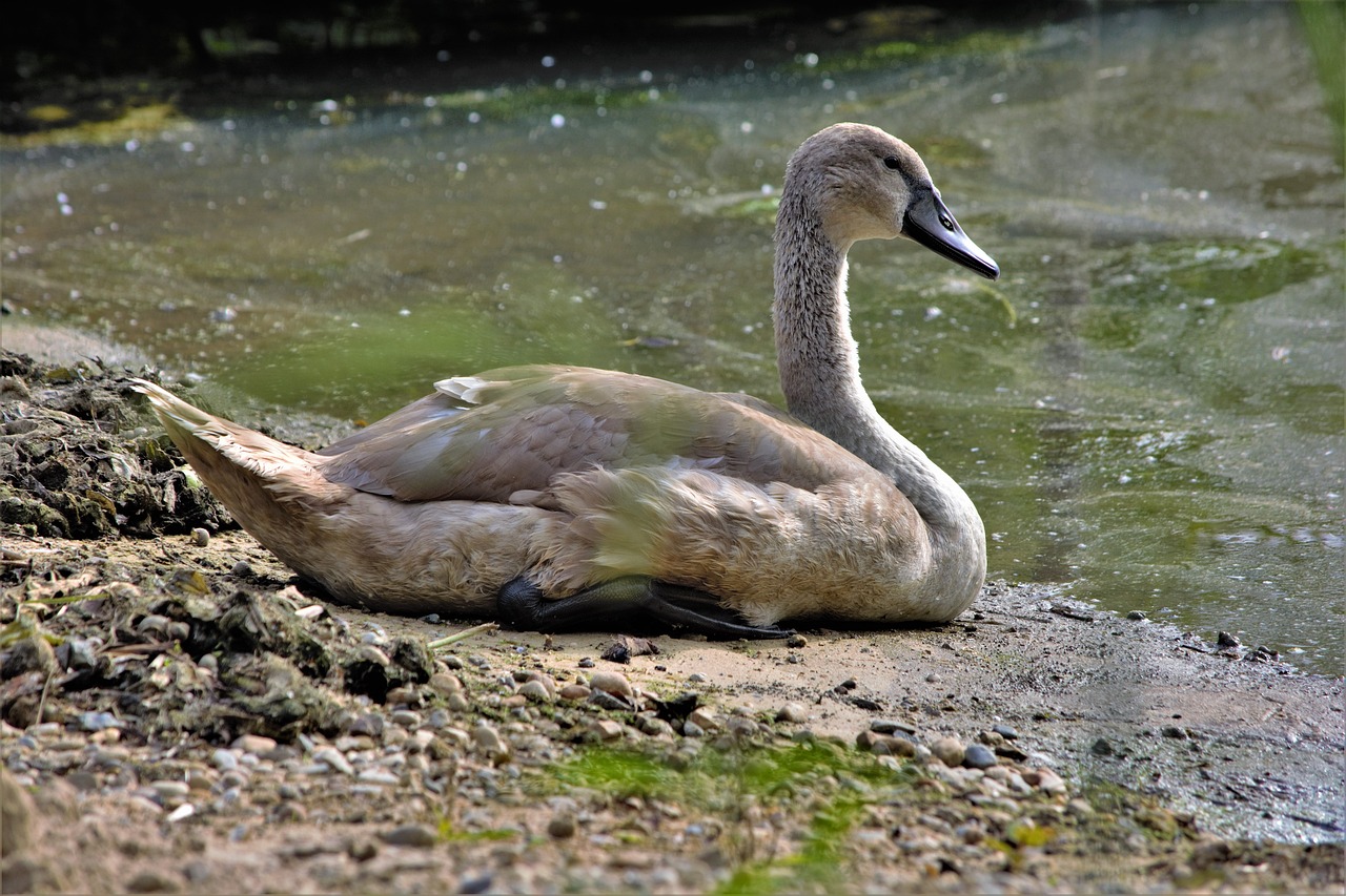 300+ Free Swans Cygnets & Cygnet Images - Pixabay