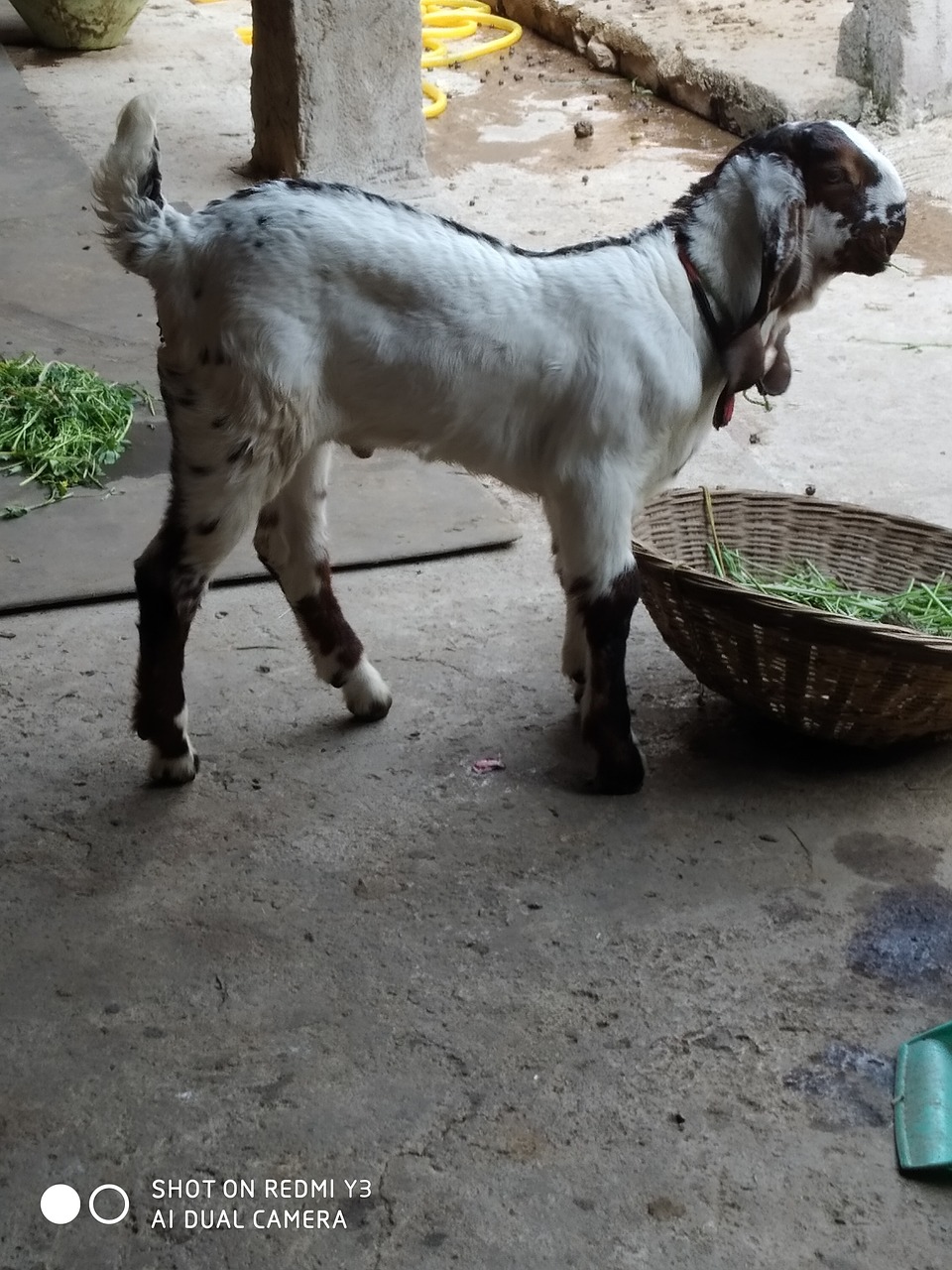 Village Goat - Free photo on Pixabay - Pixabay
