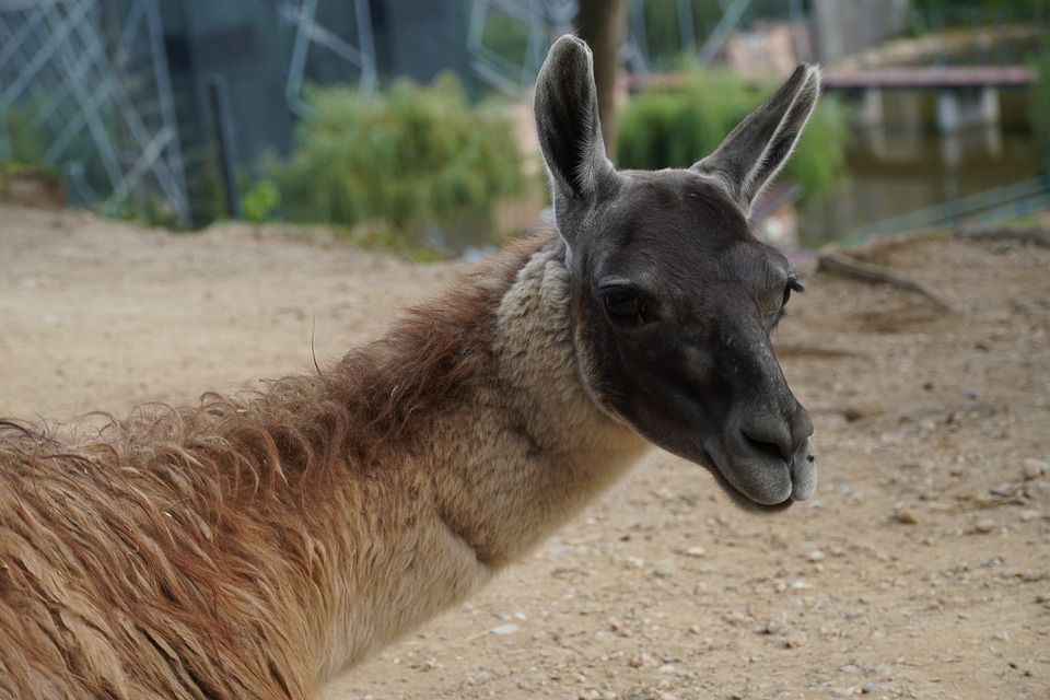 Guanaco Animal Farm - Free photo on Pixabay