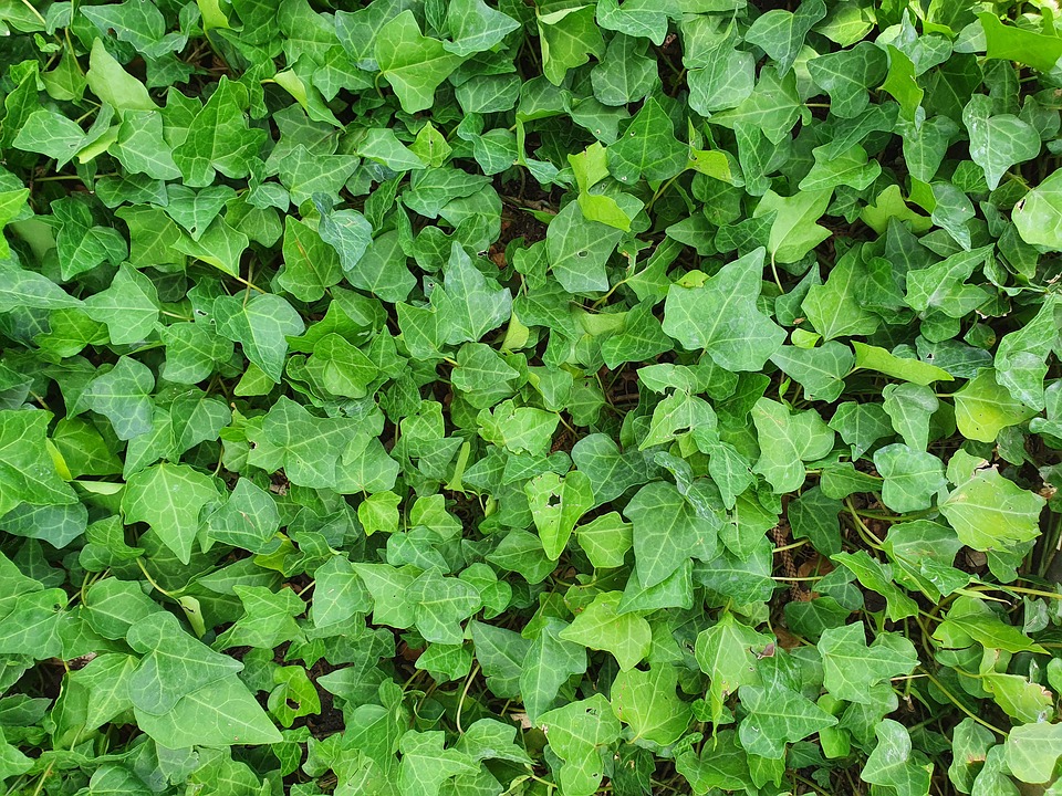 Plante Grimpante Ivy Vert Fond De - Photo gratuite sur Pixabay - Pixabay