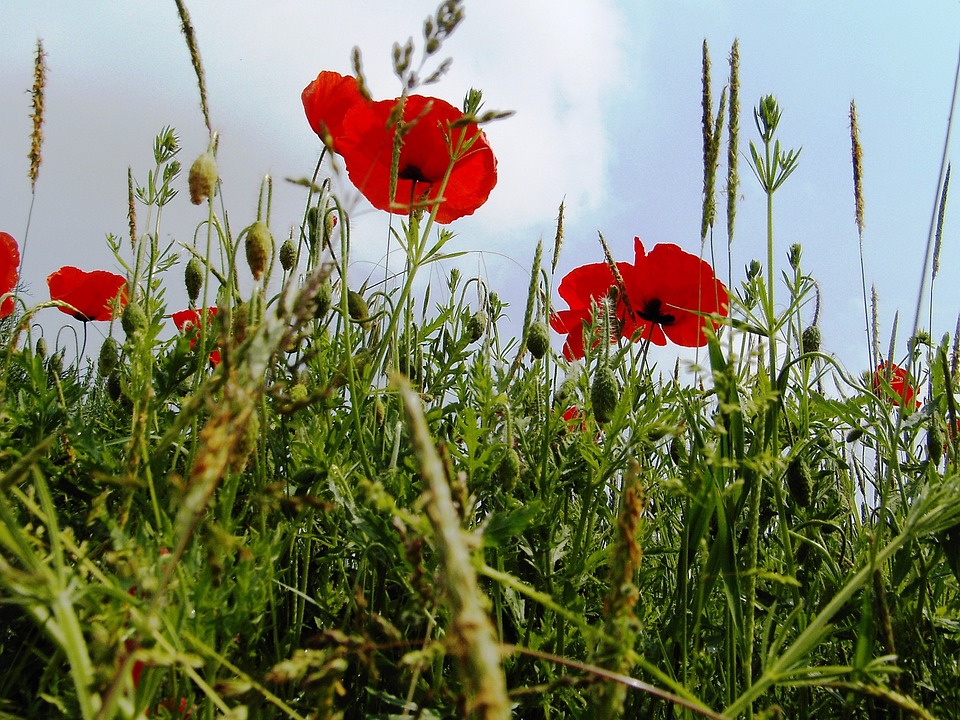 Poppies Alam Bunga Poppy - Foto gratis di Pixabay - Pixabay