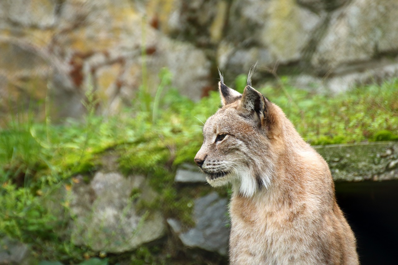 Lynx Cat Carnivore - Free photo on Pixabay - Pixabay