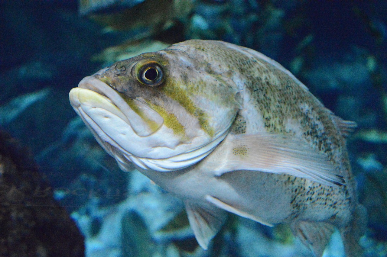 Peixe Tropical Aquário Embaixo Da - Foto gratuita no Pixabay - Pixabay