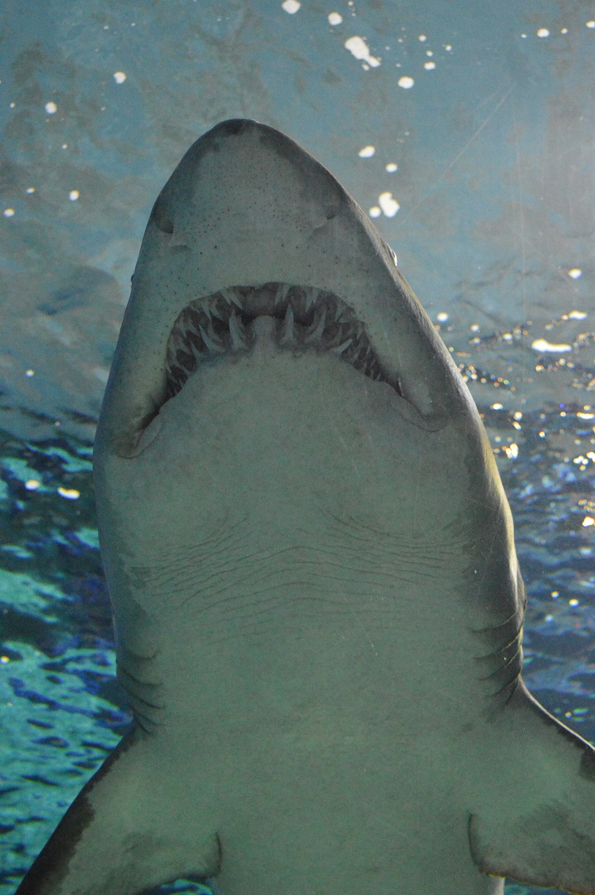 Shark Teeth Swimming - Free photo on Pixabay