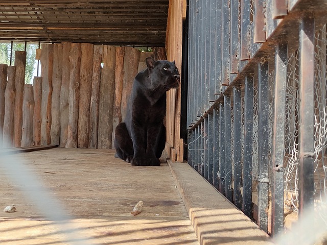 Panther Zoo Beast - Free photo on Pixabay
