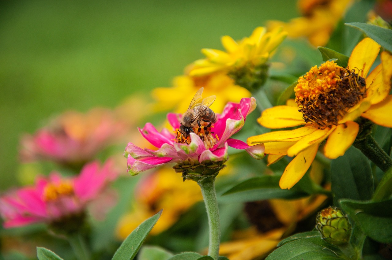 Flowers Nature Summer - Free photo on Pixabay - Pixabay