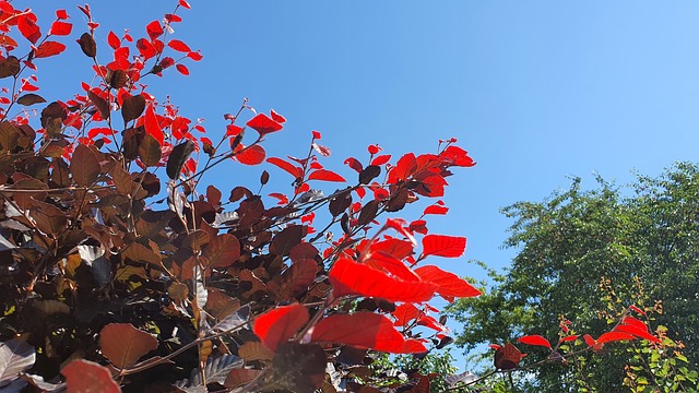 Beech Red Leaves - Free photo on Pixabay