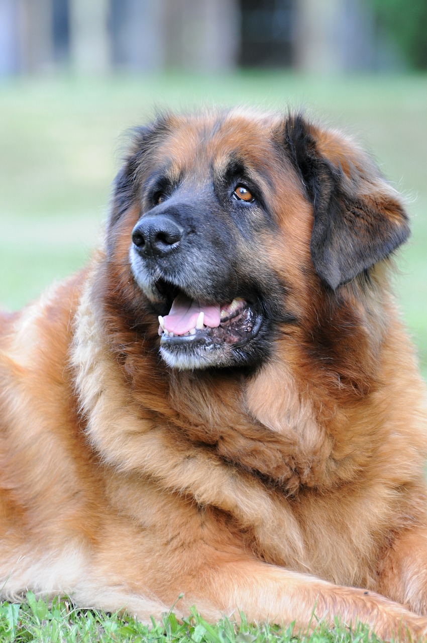 购买Leonberger 狗 动物 - Pixabay上的免费照片 - Pixabay