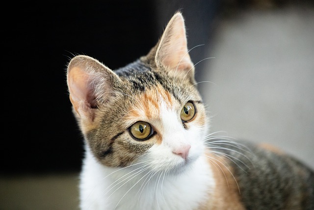 700+ Gambar Cute & Cute Cat Gratis - Pixabay