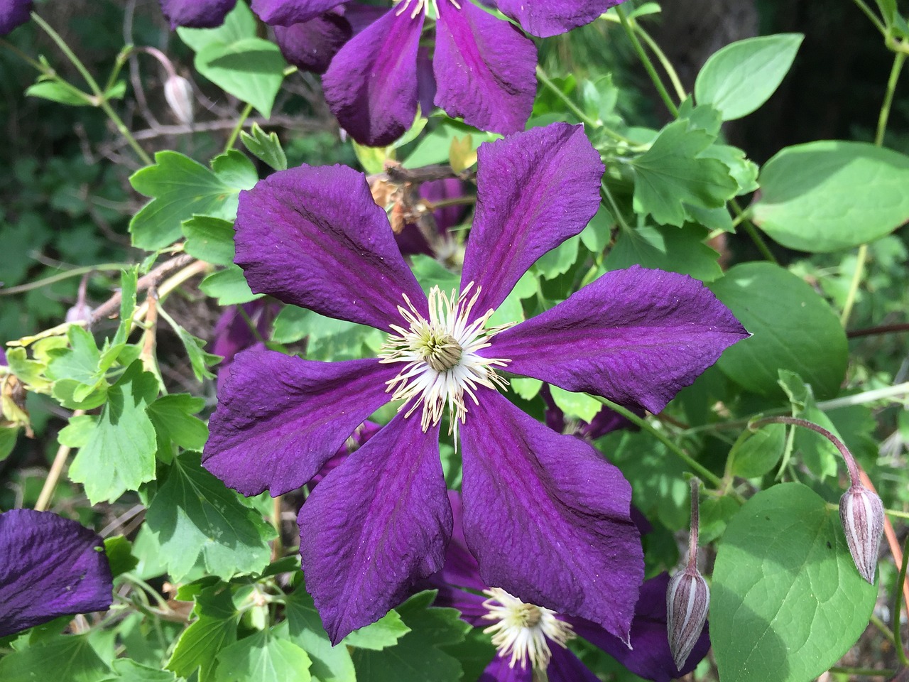 Clematis Planta Flor - Foto gratuita no Pixabay - Pixabay