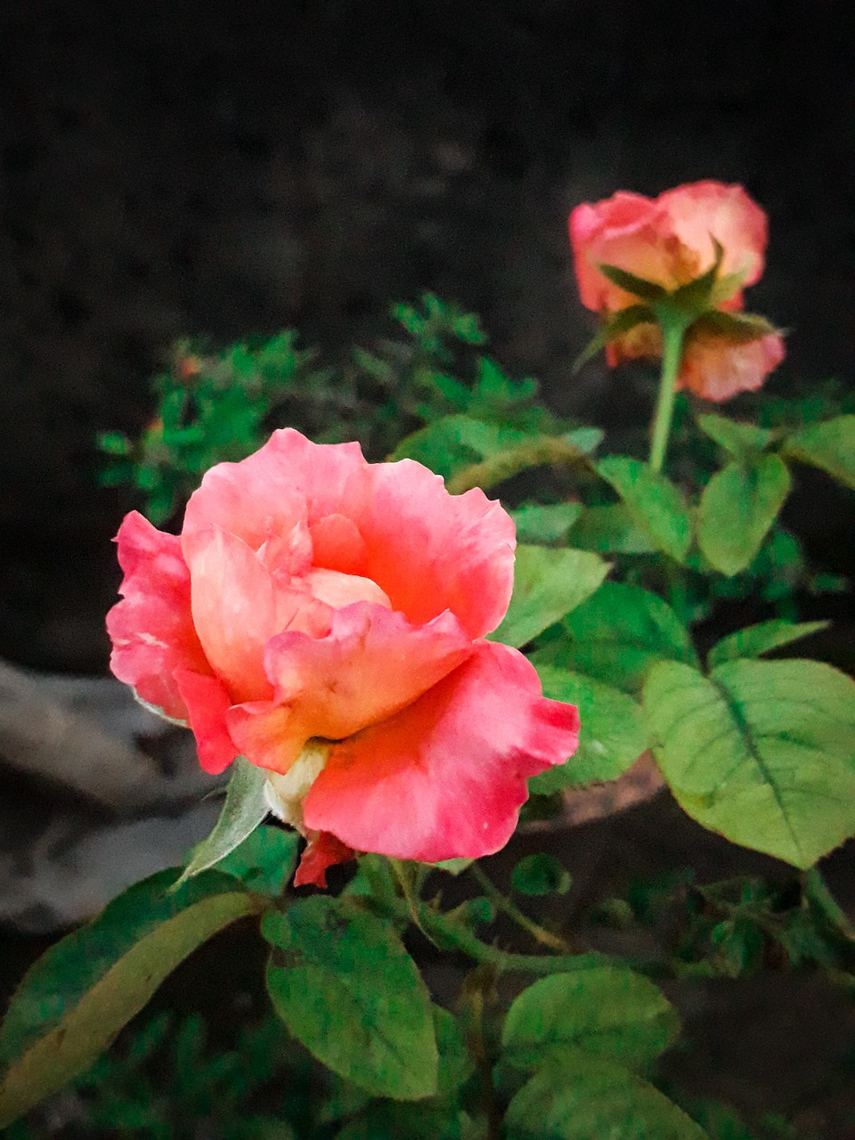 Kebun Bunga Tanaman - Foto gratis di Pixabay - Pixabay