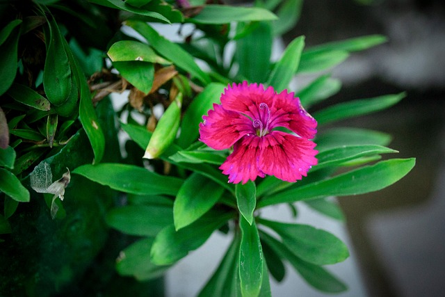 Kebun Bunga Tanaman - Foto gratis di Pixabay - Pixabay