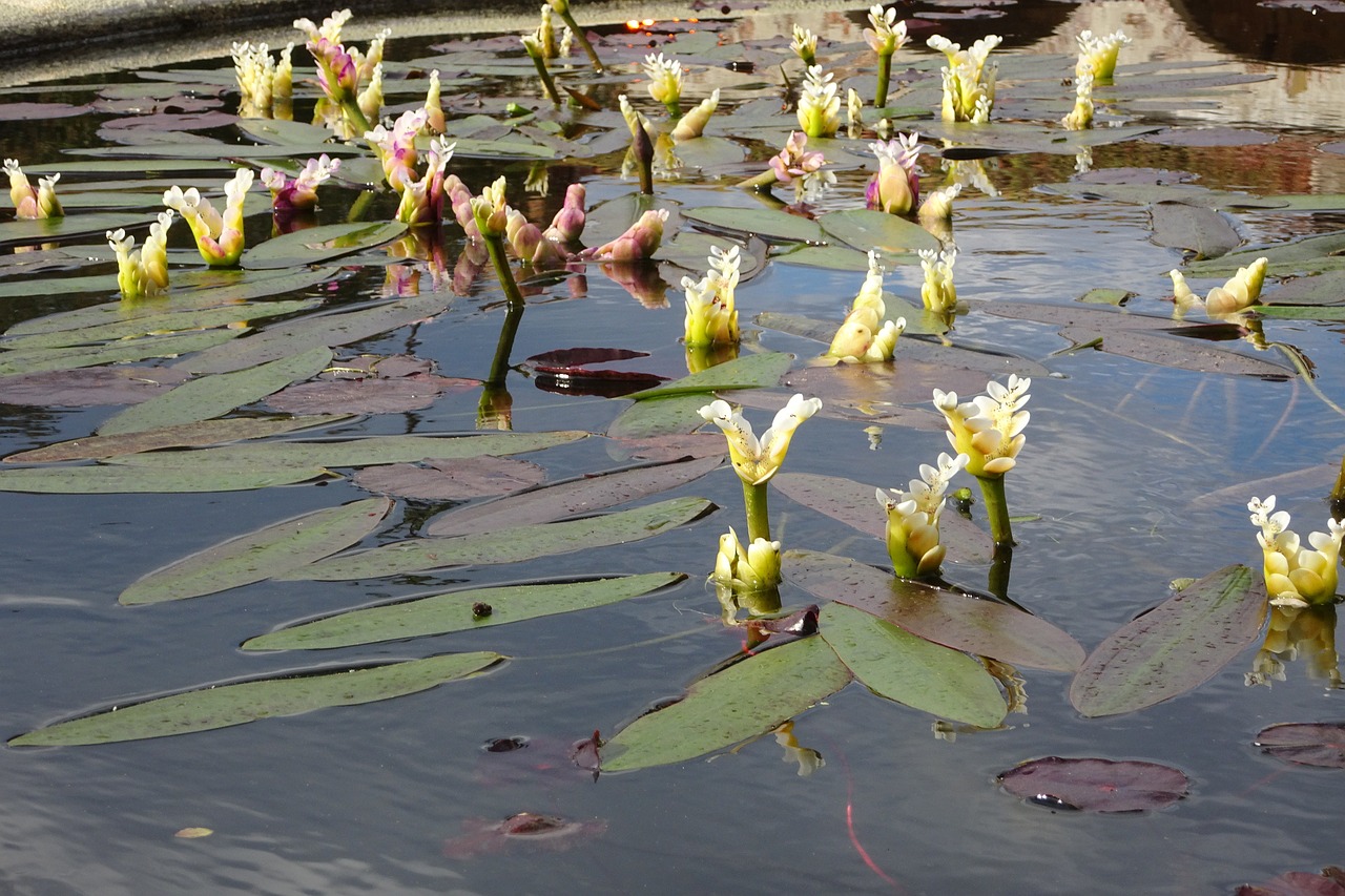 Bunga Lili Air Kolam - Foto gratis di Pixabay - Pixabay