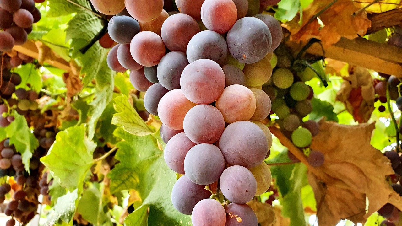 Grapes Fruit Tree - Free photo on Pixabay - Pixabay